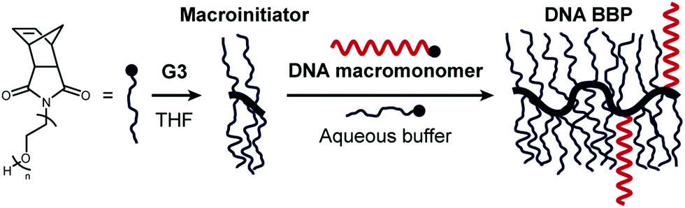 DNA–polymer conjugates via the graft-through polymerisation of native ...