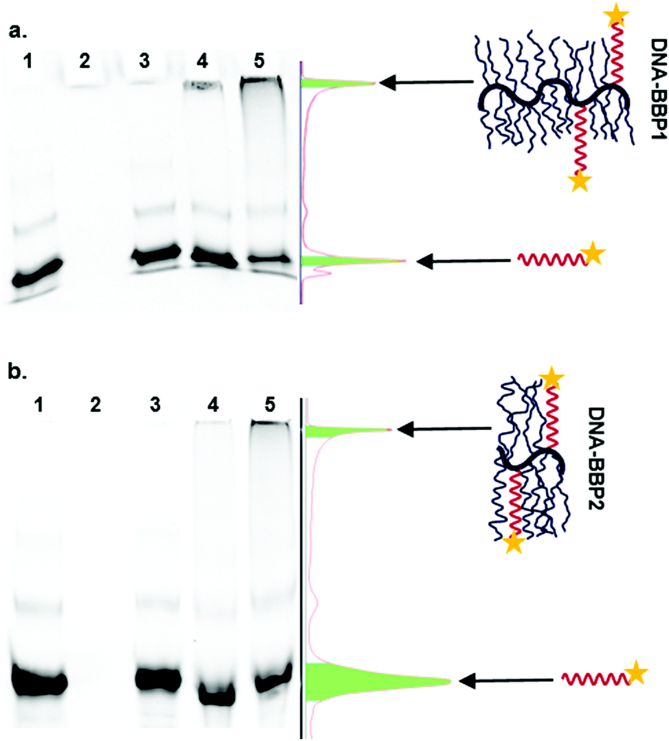 DNA–polymer conjugates via the graft-through polymerisation of native ...