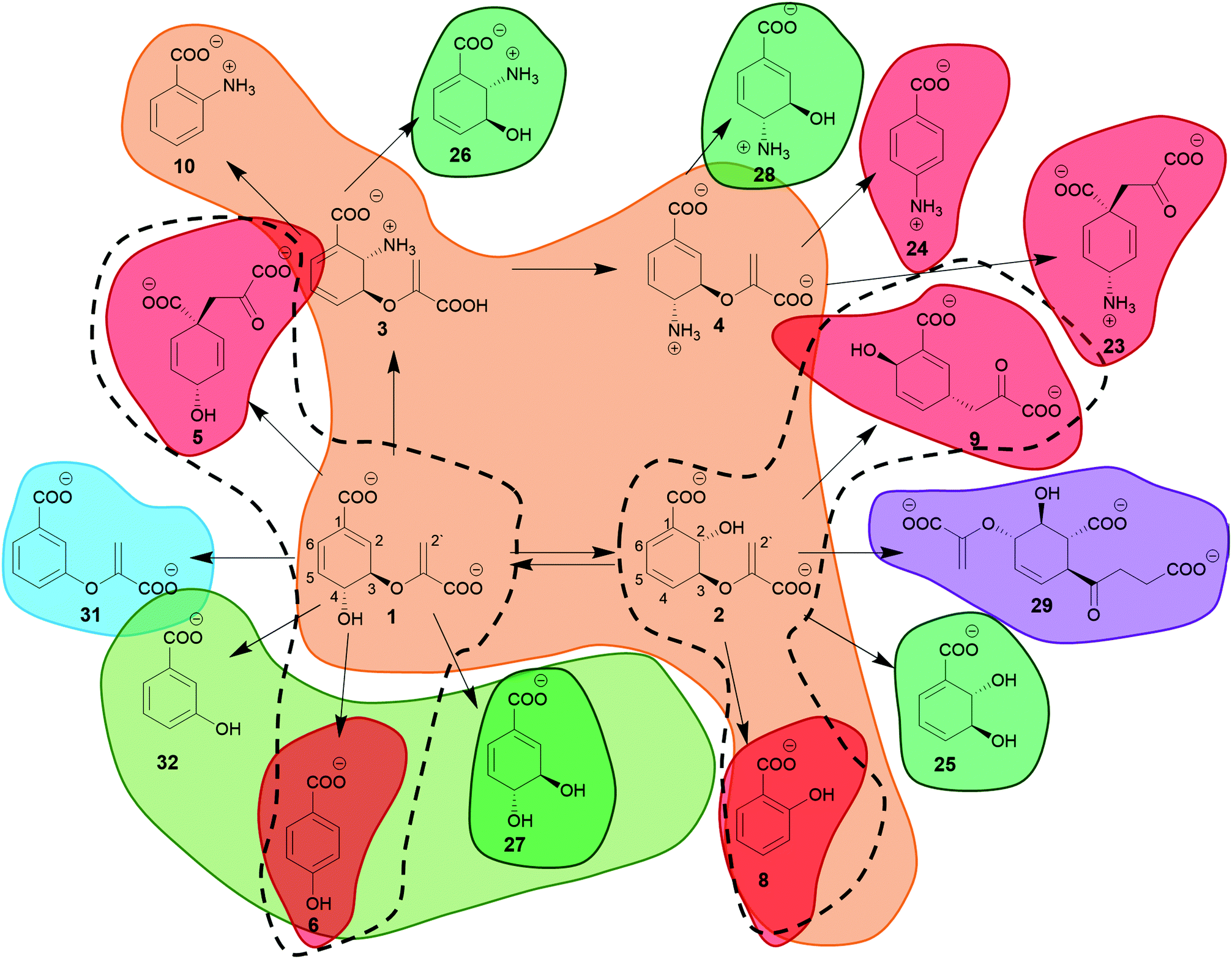 Chorismate- and isochorismate converting enzymes: versatile catalysts ...
