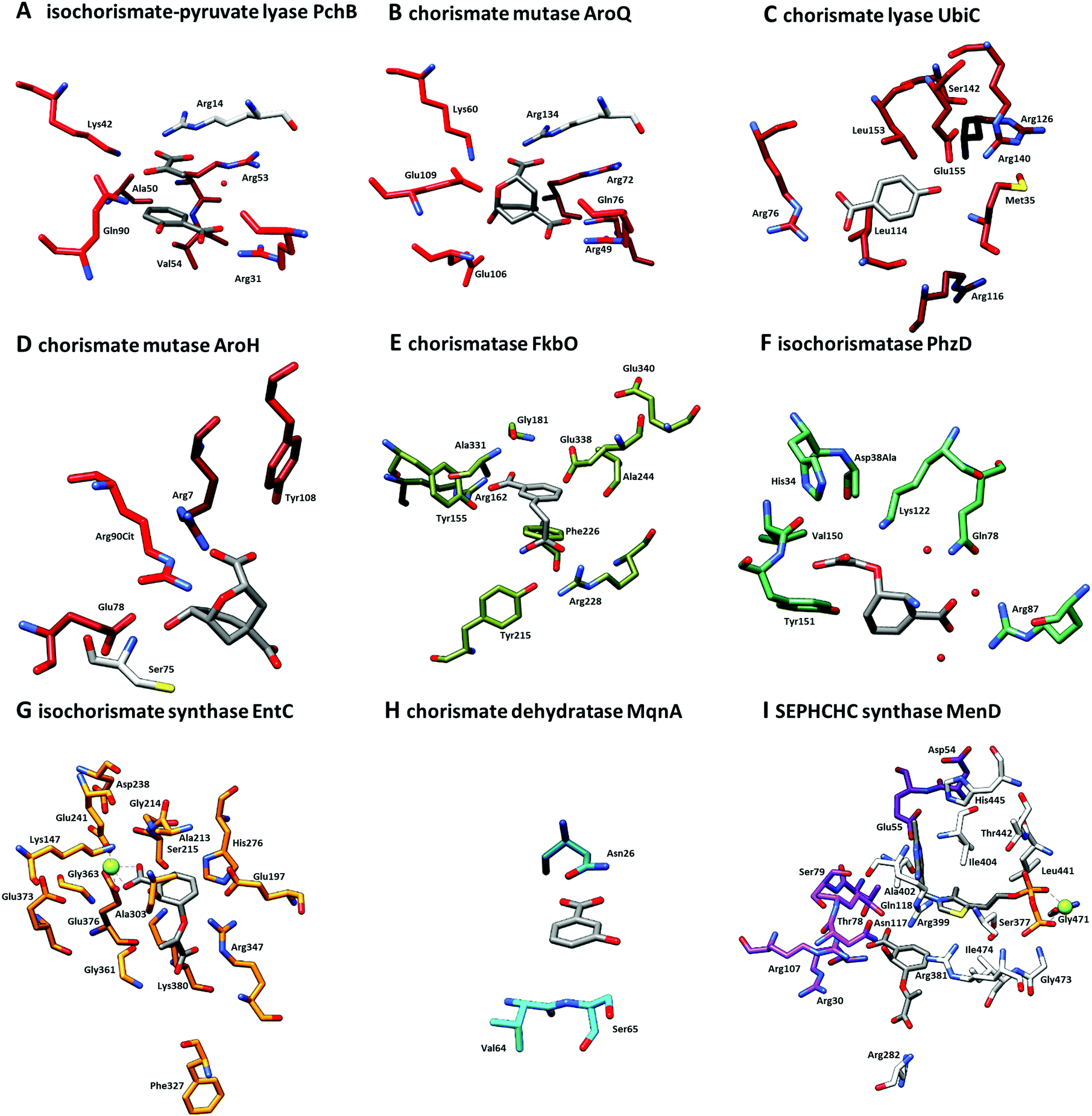 Chorismate- and isochorismate converting enzymes: versatile catalysts ...