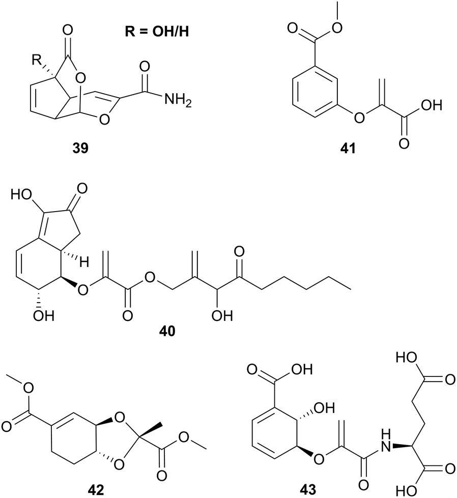 Chorismate- and isochorismate converting enzymes: versatile catalysts ...