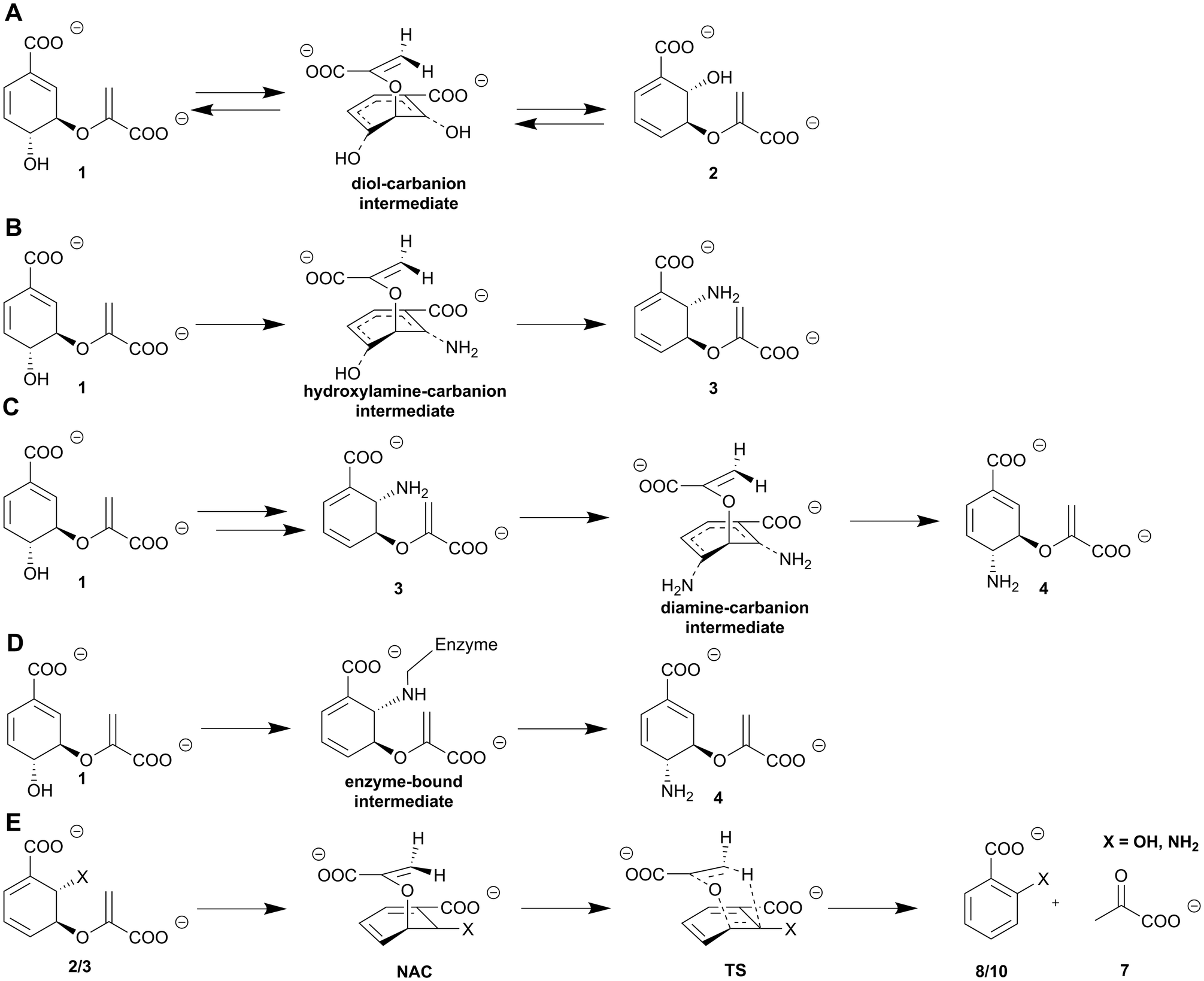 Chorismate- and isochorismate converting enzymes: versatile catalysts ...