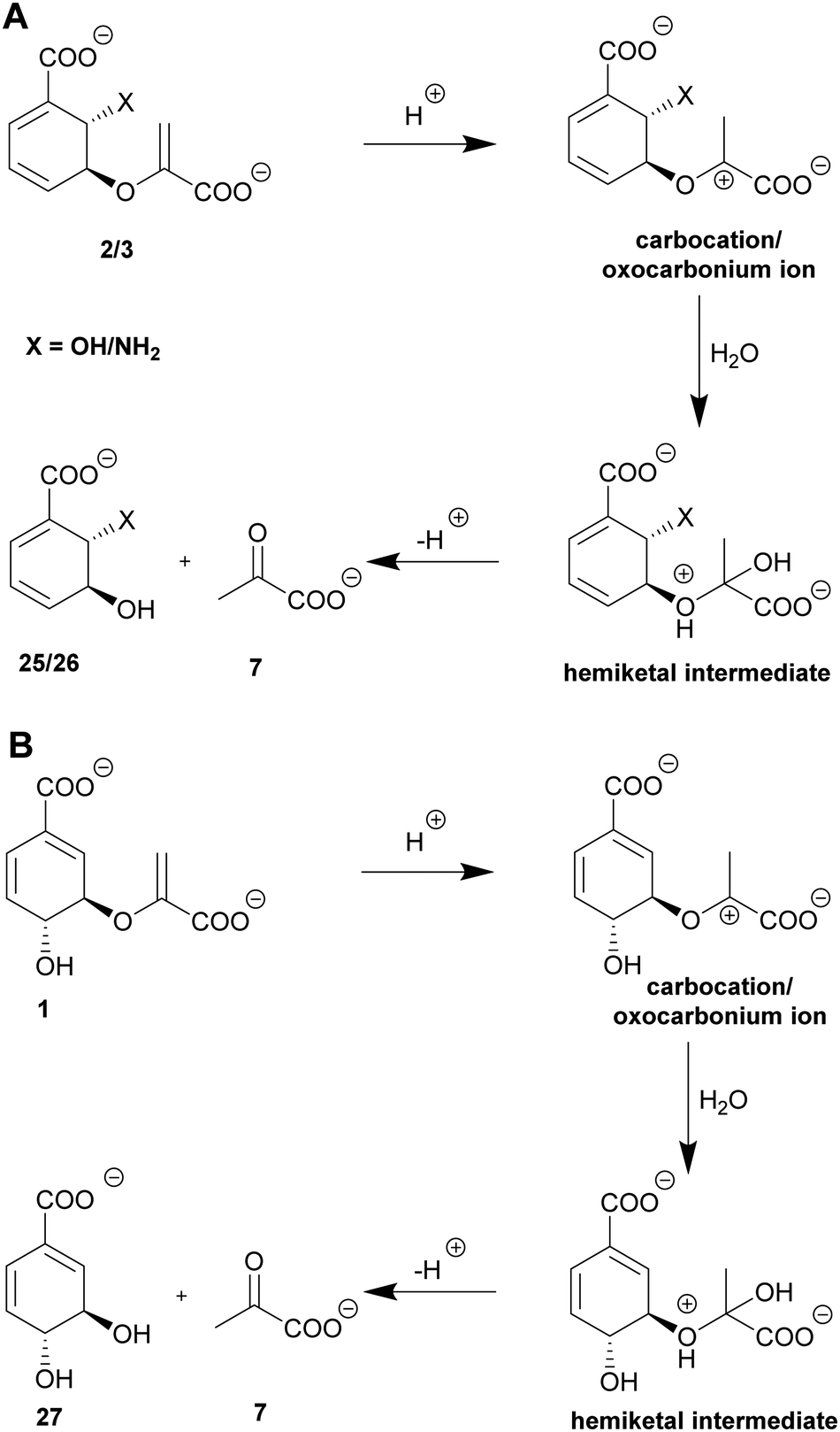 Chorismate- and isochorismate converting enzymes: versatile catalysts ...