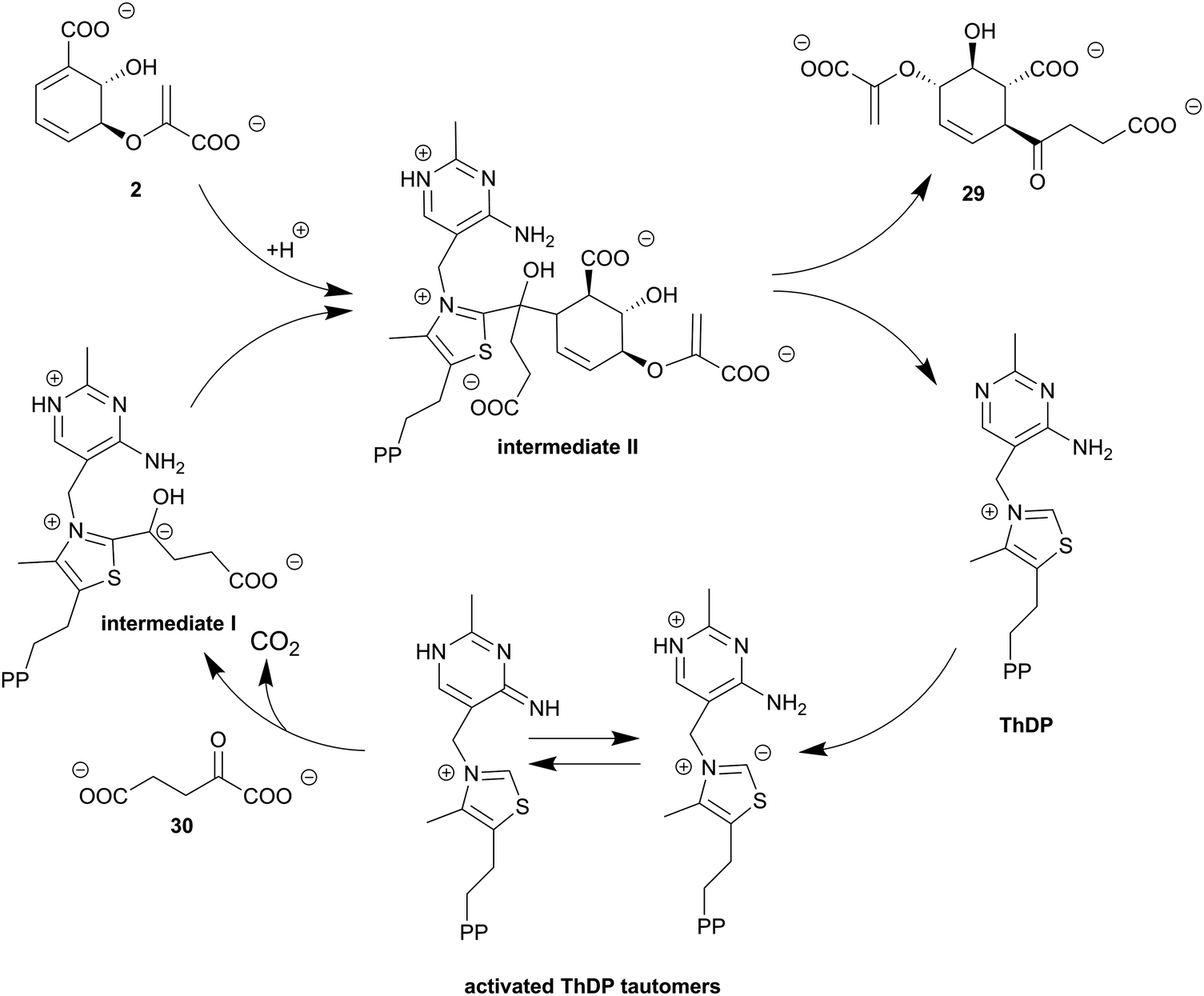 Chorismate- and isochorismate converting enzymes: versatile catalysts ...