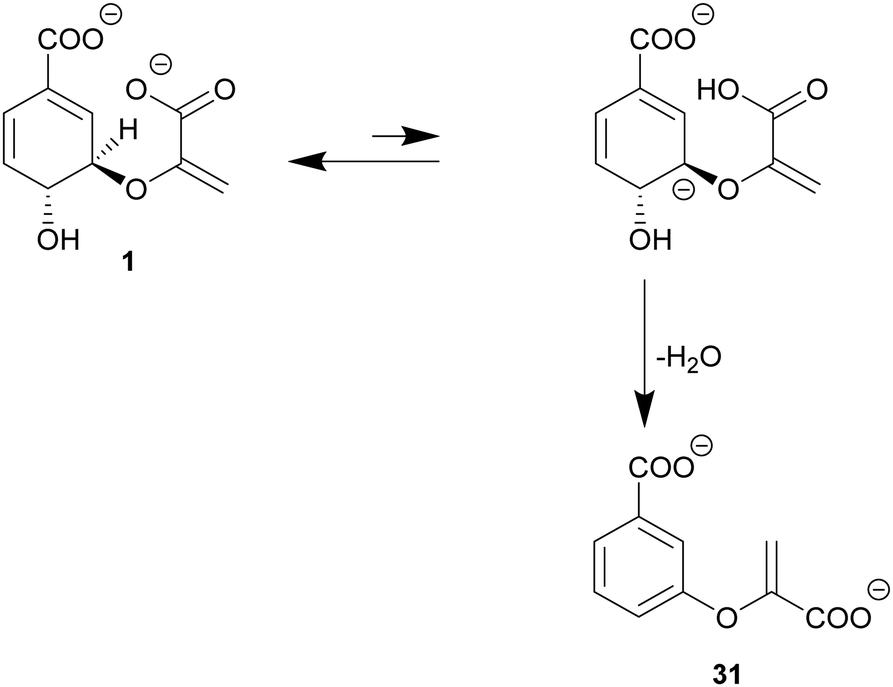 Chorismate- and isochorismate converting enzymes: versatile catalysts ...