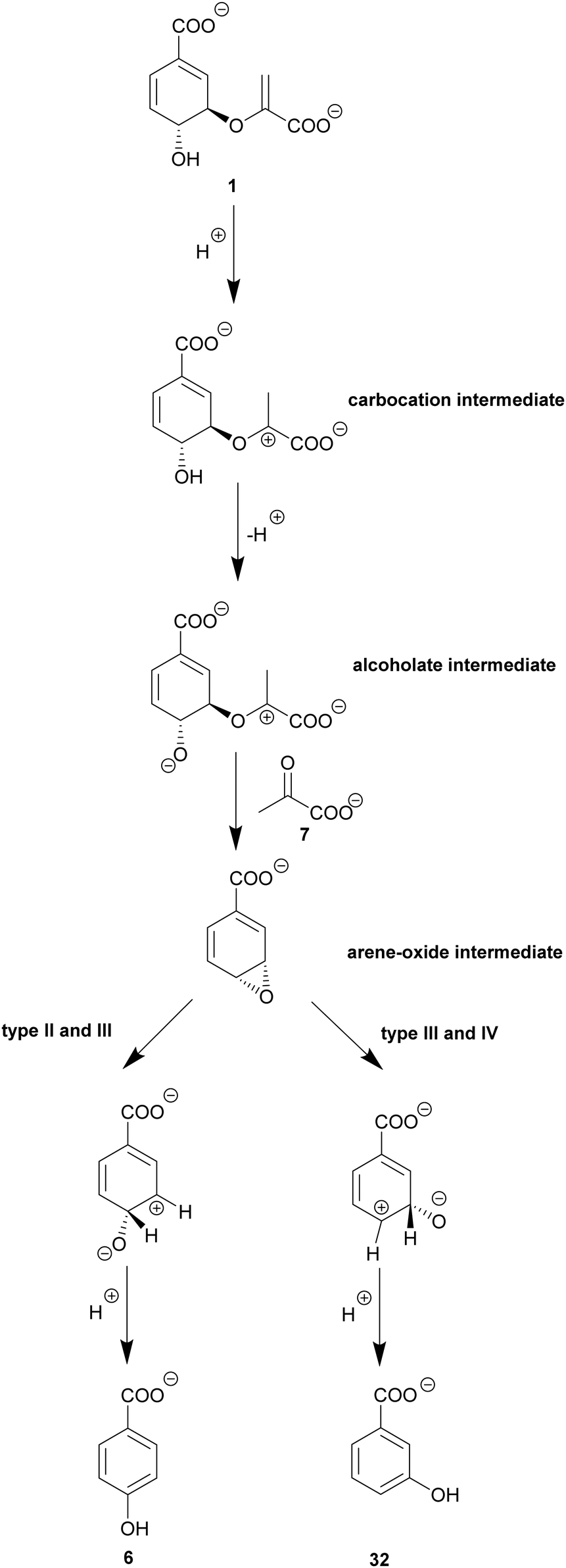 Chorismate- and isochorismate converting enzymes: versatile catalysts ...