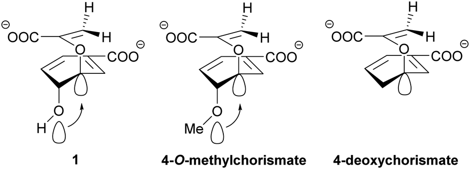 Chorismate- and isochorismate converting enzymes: versatile catalysts ...
