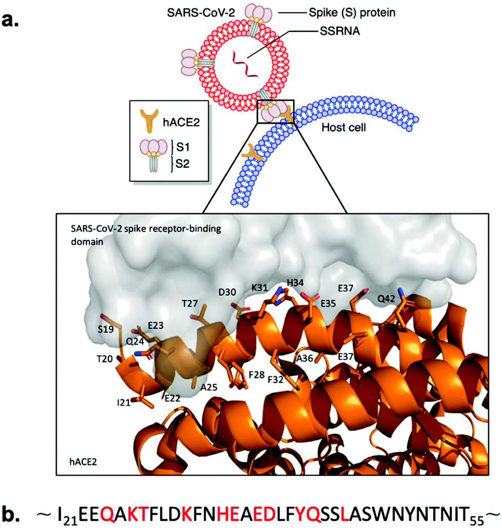 Targeting SARS-CoV-2 spike protein by stapled hACE2 peptides - Chemical ...