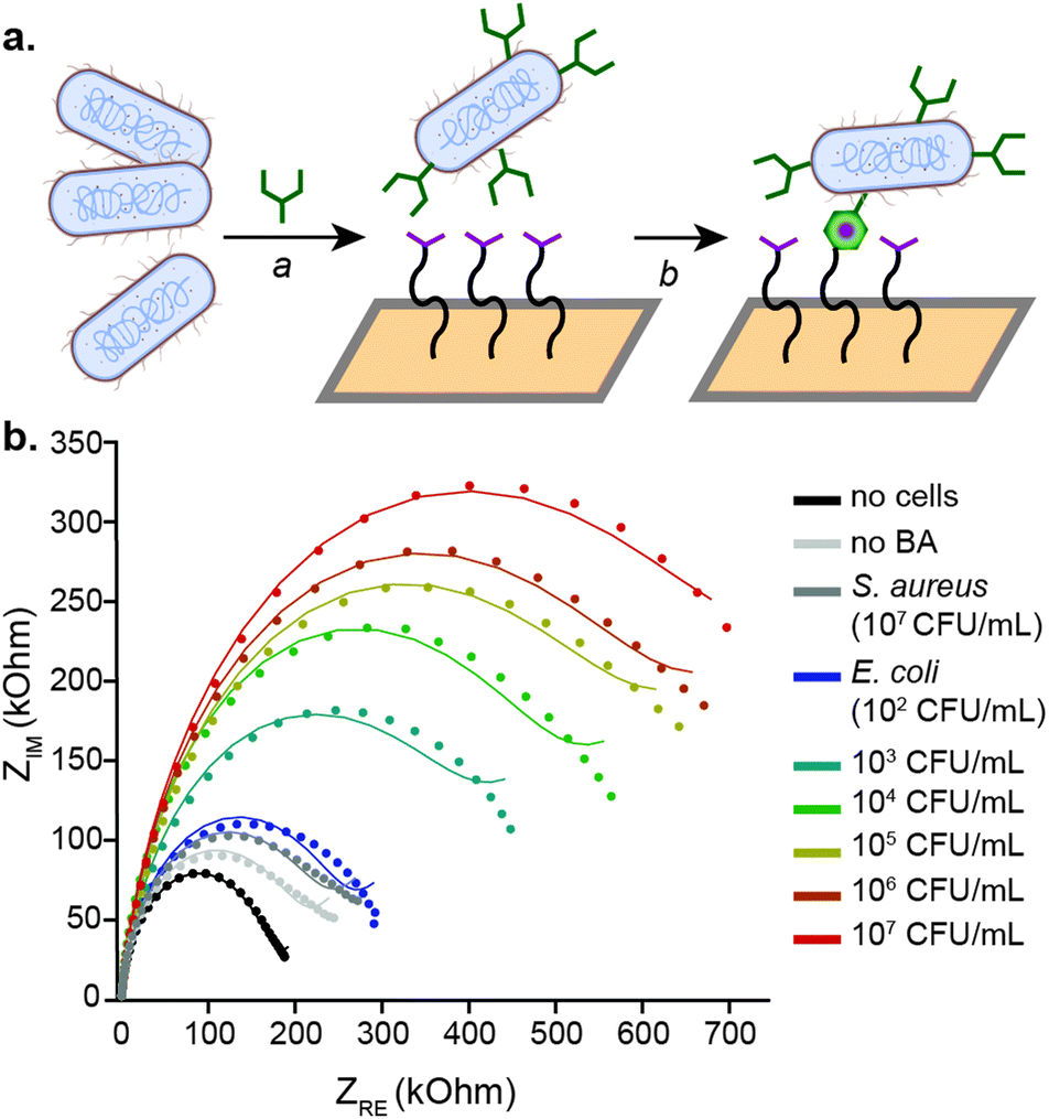 Covalent capture and electrochemical quantification of pathogenic E ...
