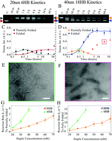 Co-self-assembly of multiple DNA origami nanostructures in a single pot ...