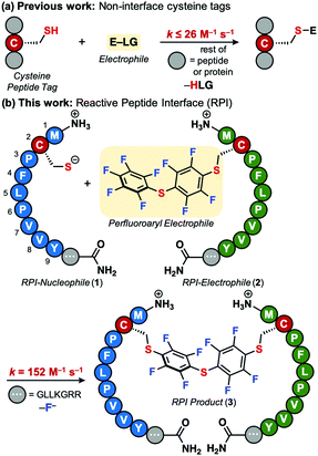 A reactive peptide interface for site-selective cysteine bioconjugation ...