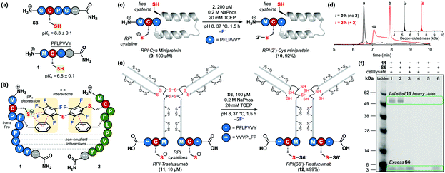 A reactive peptide interface for site-selective cysteine bioconjugation ...