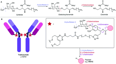 A dual-enzyme cleavable linker for antibody–drug conjugates - Chemical ...