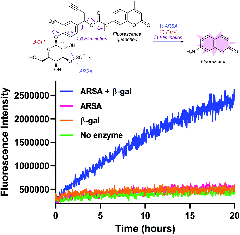 A dual-enzyme cleavable linker for antibody–drug conjugates - Chemical ...