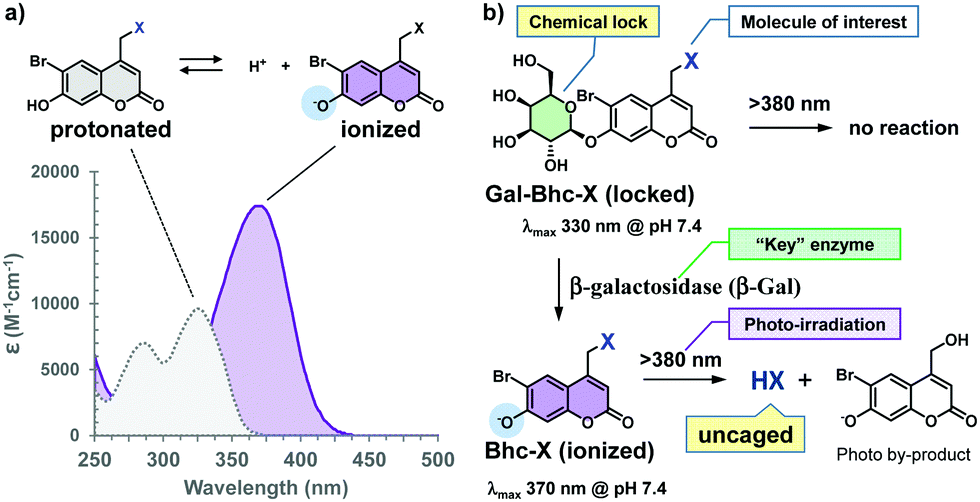 Design and synthesis of gene-directed caged cyclic nucleotides ...