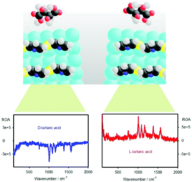 Chiral detection by induced surface-enhanced Raman optical activity ...