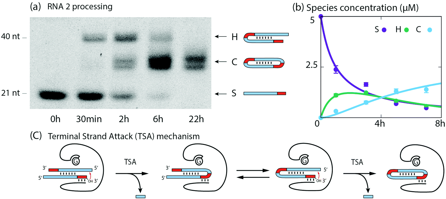 RNA diversification by a self-reproducing ribozyme revealed by deep ...