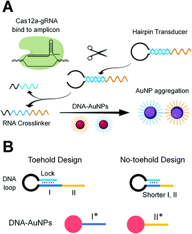 CRISPR/Cas12a-mediated gold nanoparticle aggregation for colorimetric ...