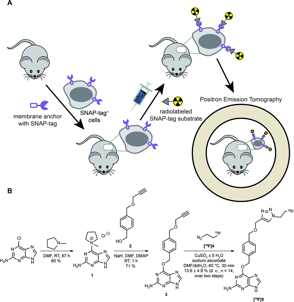 A novel 18 F-labeled clickable substrate for targeted imaging of SNAP ...