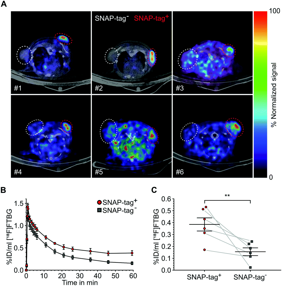 A novel 18 F-labeled clickable substrate for targeted imaging of SNAP ...