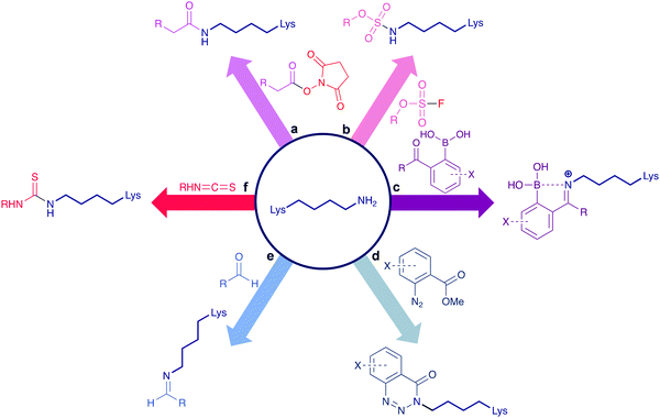 Site-selective lysine conjugation methods and applications towards ...