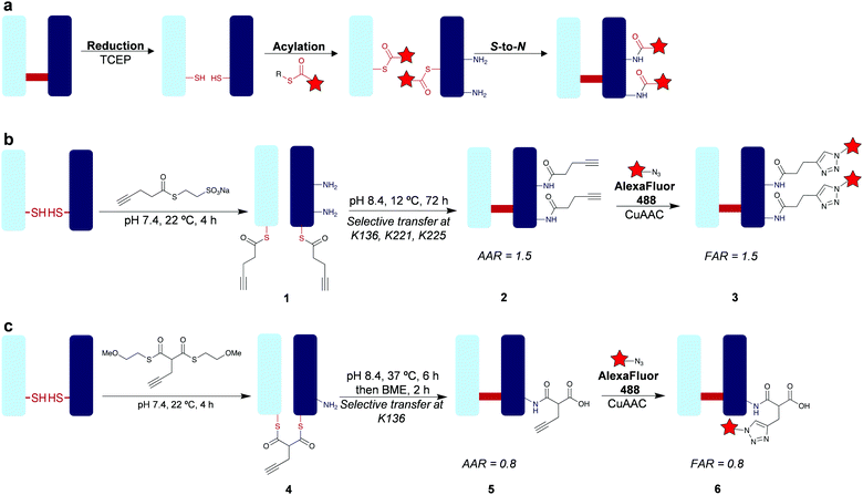 Site-selective lysine conjugation methods and applications towards ...