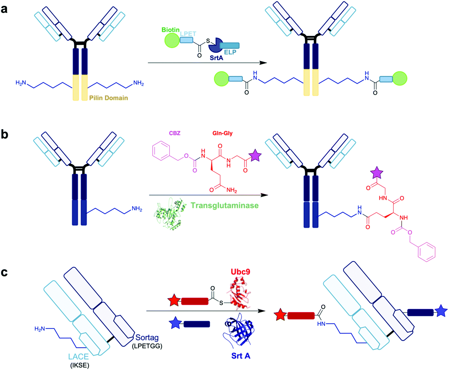 Site-selective lysine conjugation methods and applications towards ...