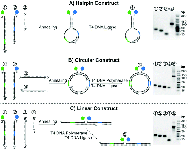 Modular assembly and encoding strategies for dual-display DNA-encoded ...