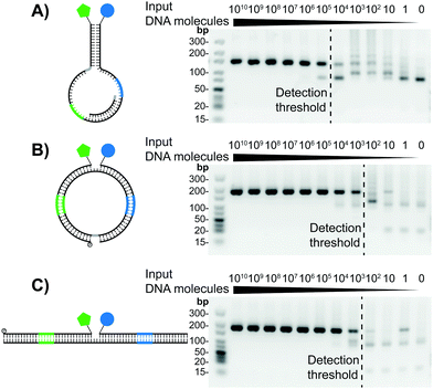 Modular assembly and encoding strategies for dual-display DNA-encoded ...