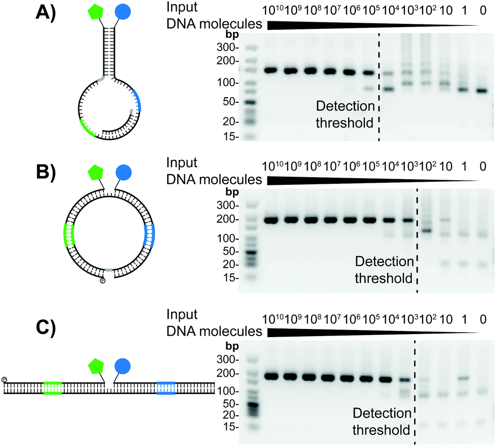 Modular assembly and encoding strategies for dual-display DNA-encoded ...
