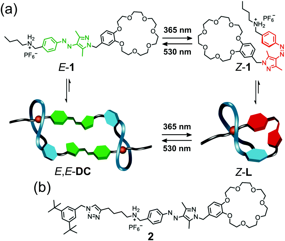 Light-controlled interconversion between a [ c 2]daisy chain and a ...