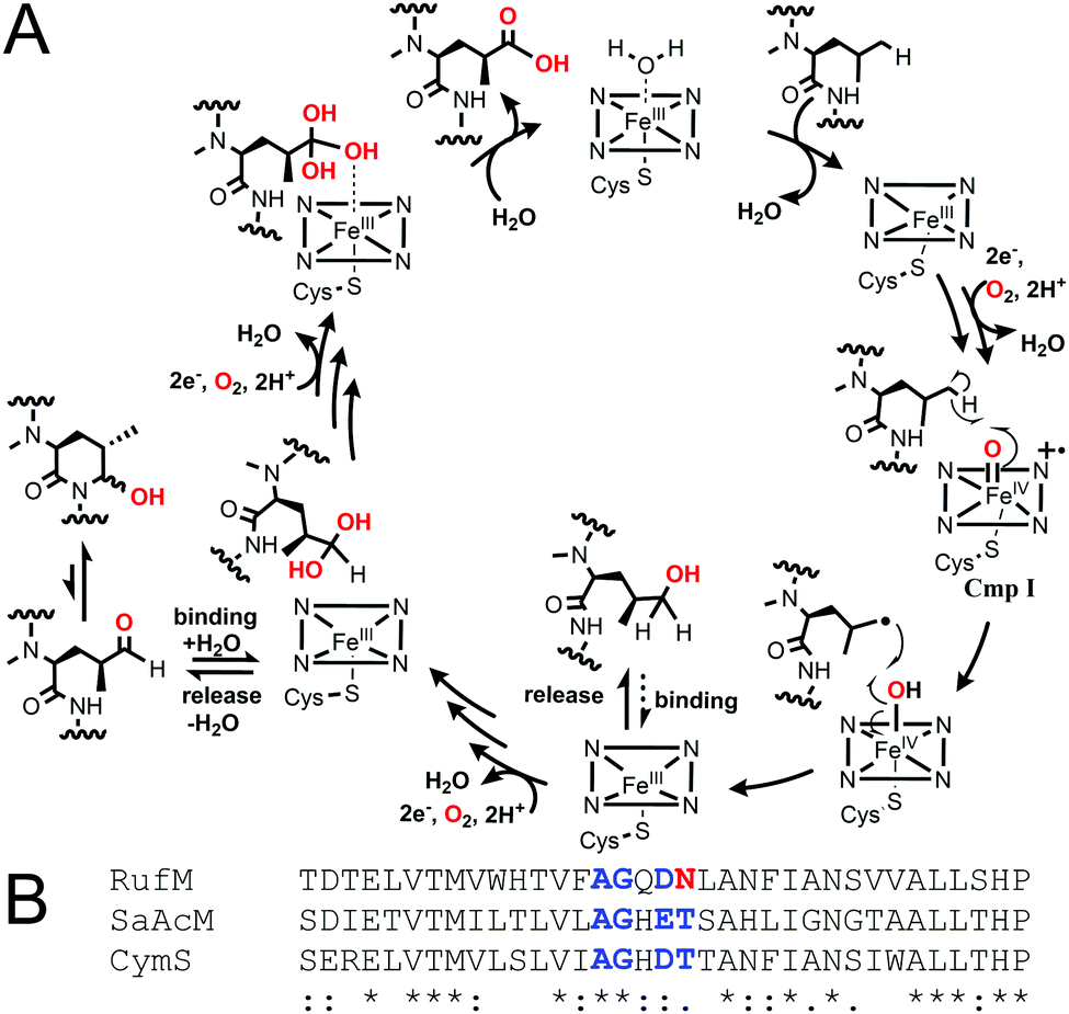 In vitro elucidation of the crucial but complex oxidative tailoring ...
