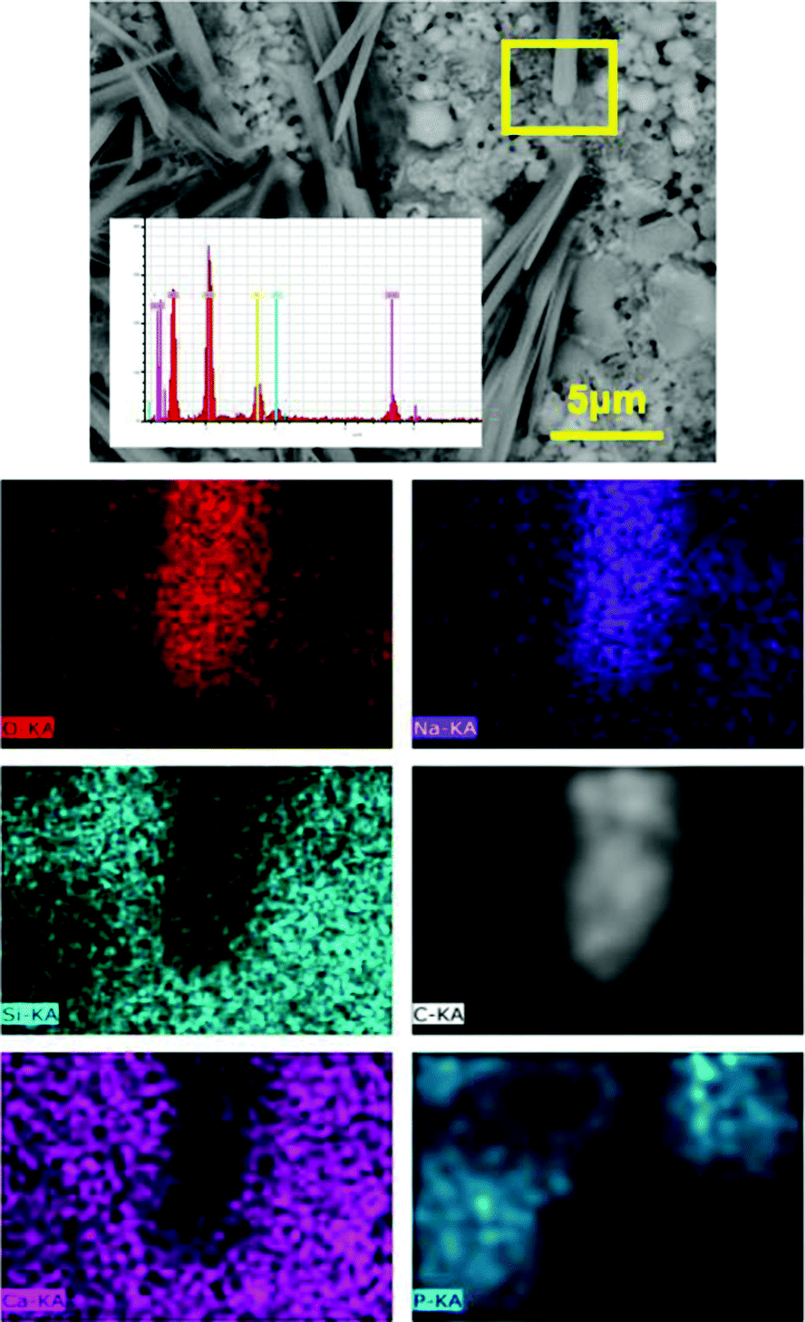 Self-crystallisation, an unexpected property of 45S5 Bioglass ...