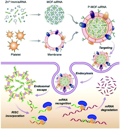 Metal–organic frameworks (MOFs) as host materials for the enhanced ...