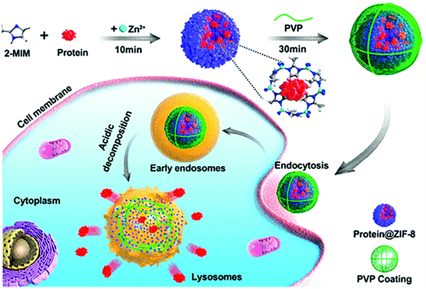 Metal–organic frameworks (MOFs) as host materials for the enhanced ...