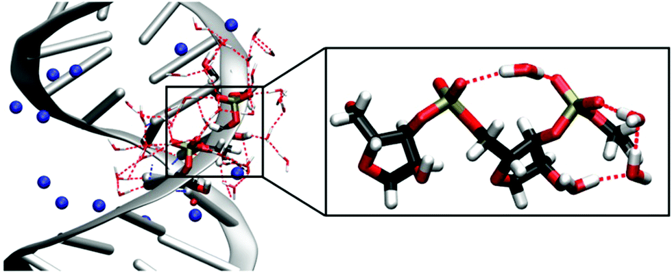 The mutual interactions of RNA, counterions and water – quantifying the ...