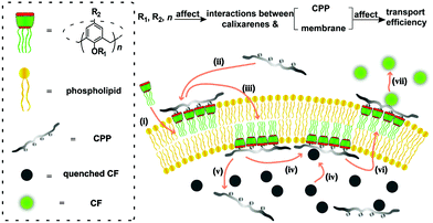 Structurally screening calixarenes as peptide transport activators ...