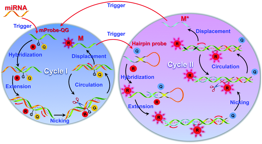 A self-quenching fluorescence probe-mediated exponential isothermal ...
