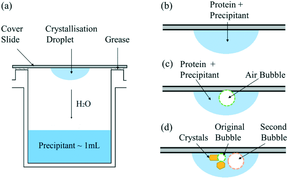 Protein Crystallization Process