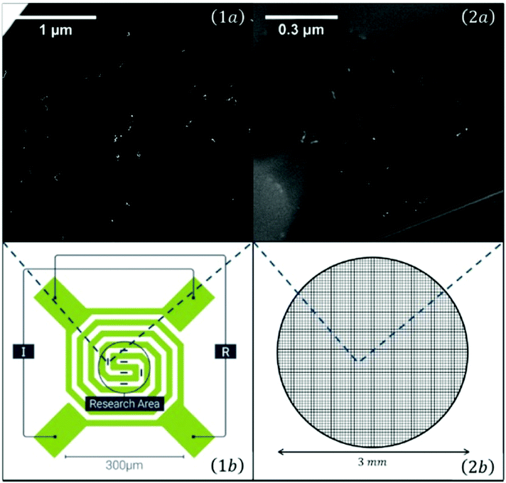 Metal clusters synthesized in helium droplets: structure and dynamics ...