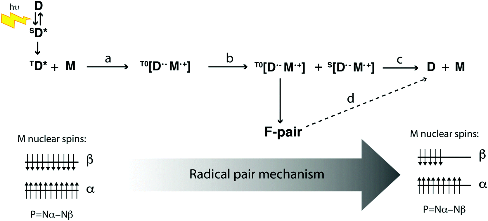 Molecular features toward high photo-CIDNP hyperpolariztion explored ...