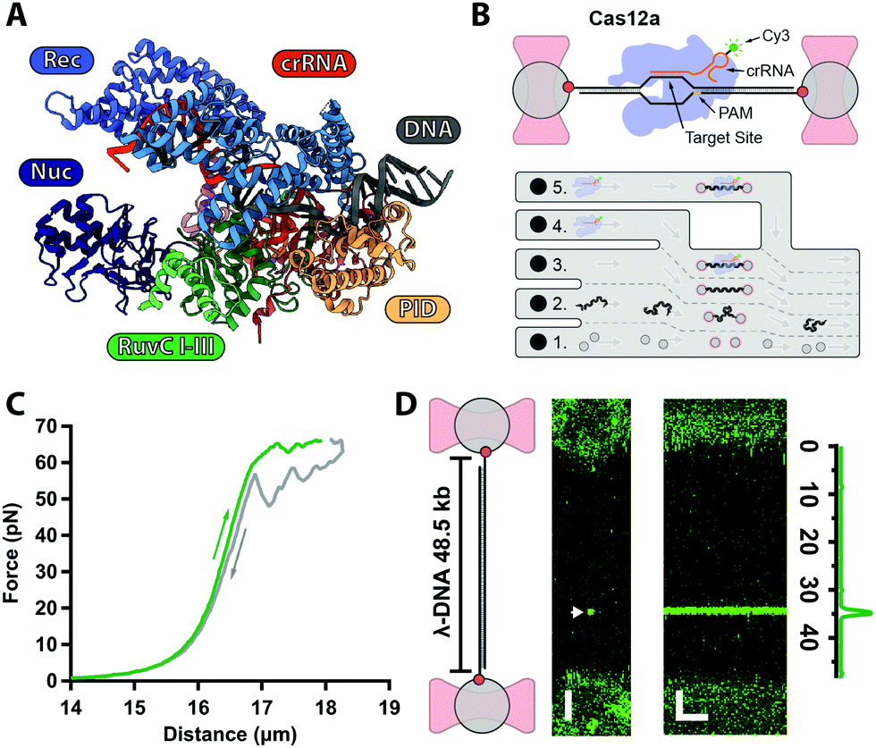 Cas12a target search and cleavage on force-stretched DNA - Physical ...