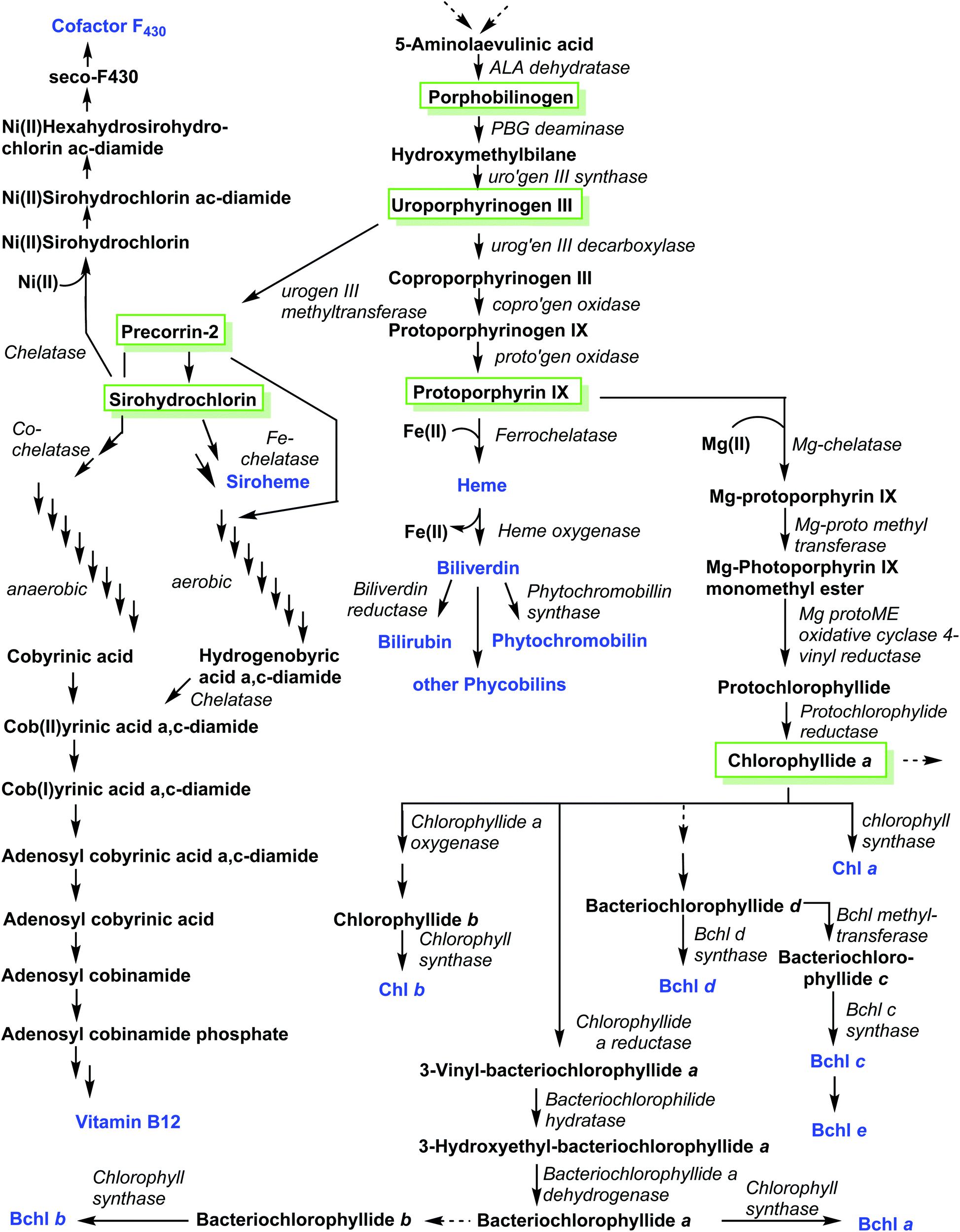Classic highlights in porphyrin and porphyrinoid total synthesis and ...