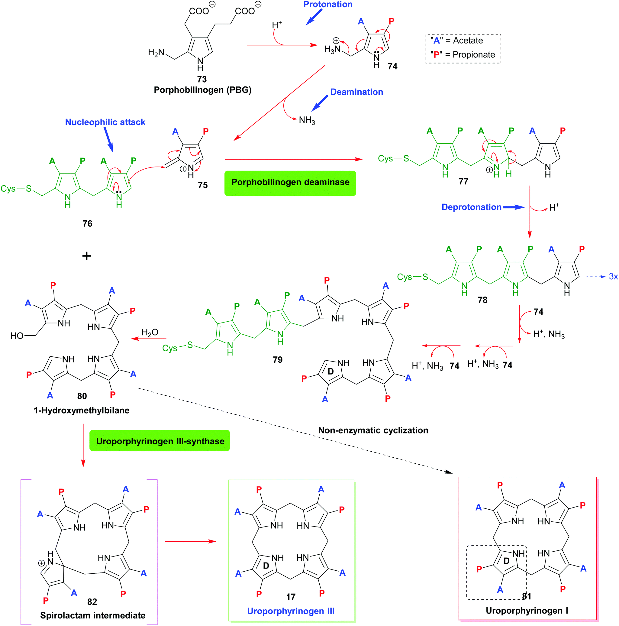 Classic highlights in porphyrin and porphyrinoid total synthesis and ...