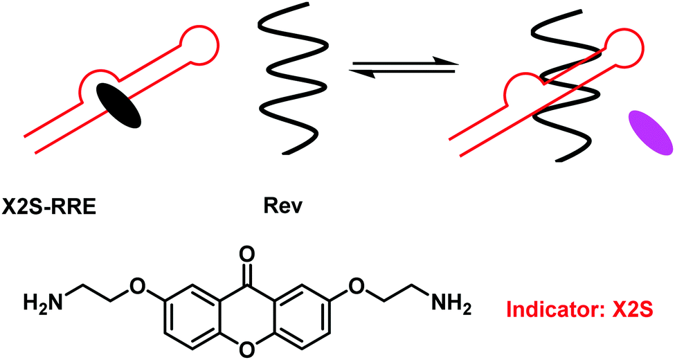 Indicator displacement assays (IDAs): the past, present and future ...