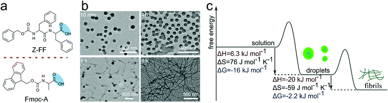 Peptide-based coacervates as biomimetic protocells - Chemical Society ...