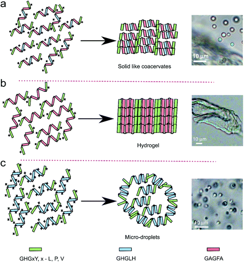 Peptide-based coacervates as biomimetic protocells - Chemical Society ...