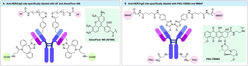 Site-selective modification strategies in antibody–drug conjugates ...