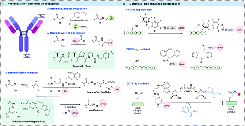 Site-selective modification strategies in antibody–drug conjugates ...
