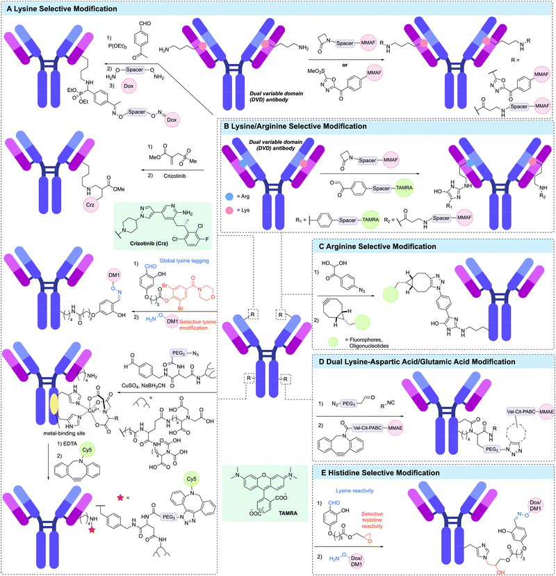 Site-selective modification strategies in antibody–drug conjugates ...
